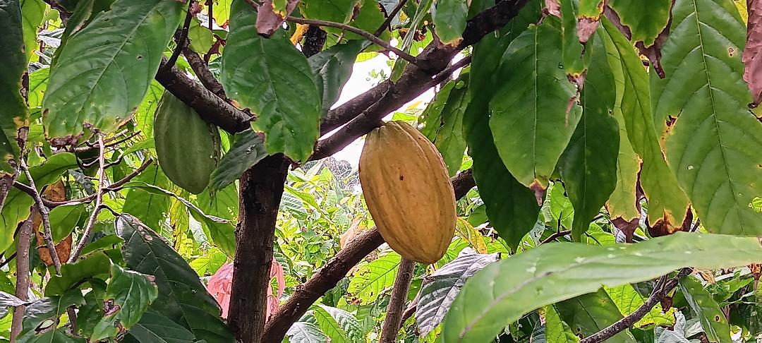 Vanuatu Chocolate Factory